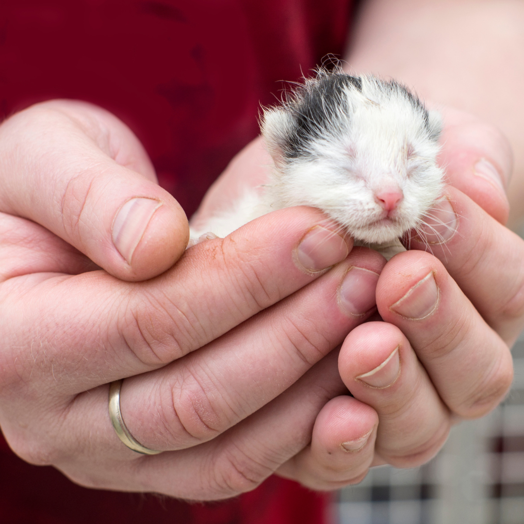 De la gestation à la naissance